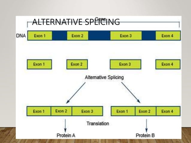 Proteins synthesis.ppt