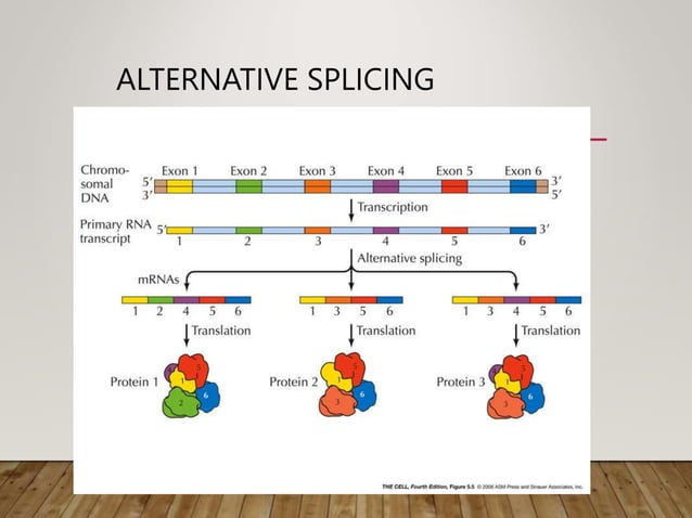 Proteins synthesis.ppt