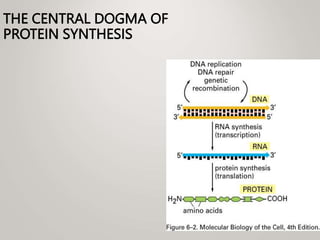 Proteins synthesis.ppt