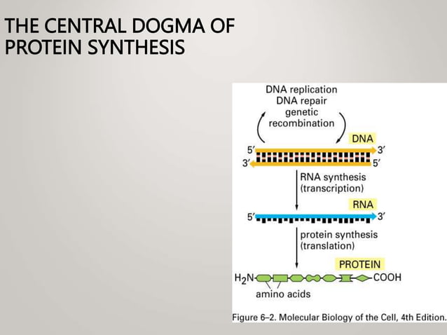 Proteins synthesis.ppt