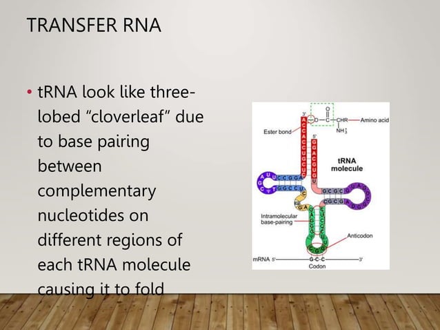 Proteins synthesis.ppt