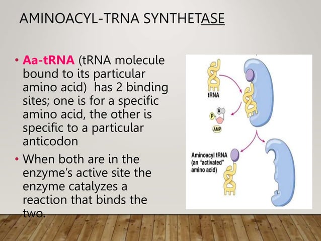 Proteins synthesis.ppt