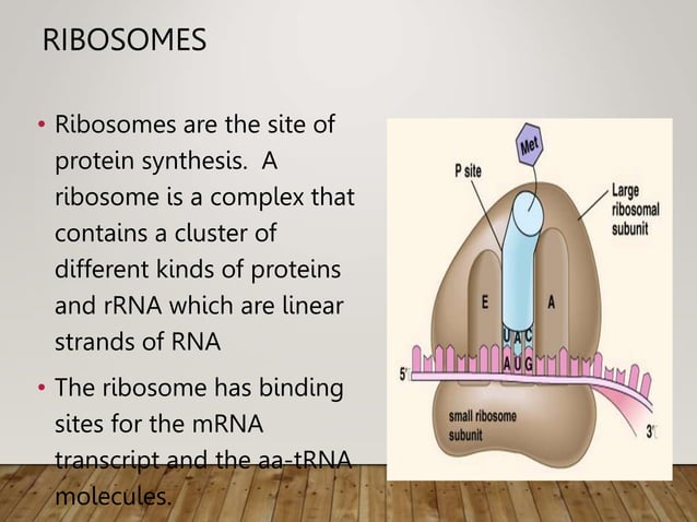 Proteins synthesis.ppt