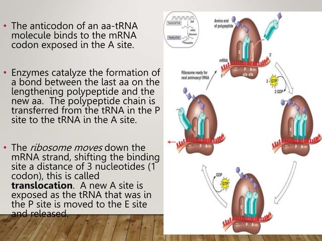 Proteins synthesis.ppt