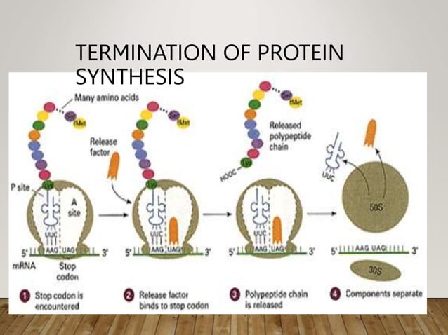 Proteins synthesis.ppt