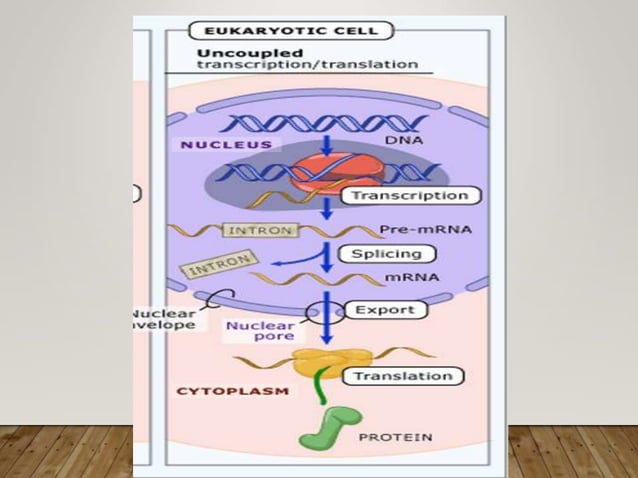 Proteins synthesis.ppt