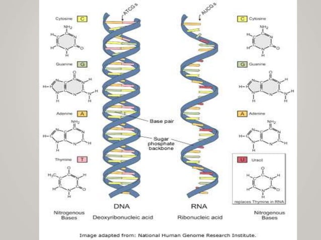 Proteins synthesis.ppt