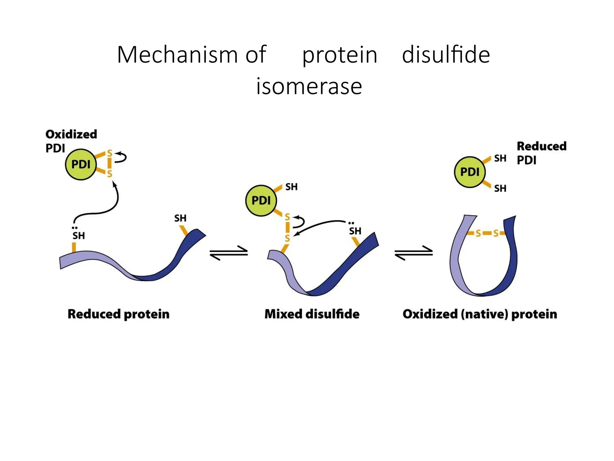 Protein Stability And Folding Pptx Pdf Pptx
