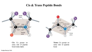 Protein Secondary Structure, Ramachandran Plot, Molecular Docking ...