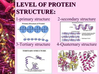 Protein structural analysis | PPTX