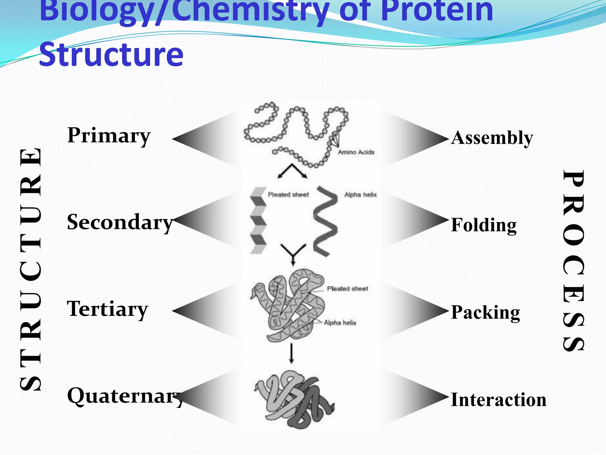 Protein structural organisation | PPT