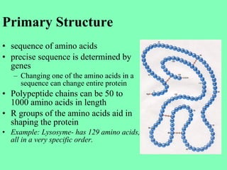 Protein structure | PPT