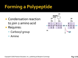 Protein structure | PPTX | Chemistry | Science