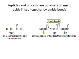 Protein structure | PDF