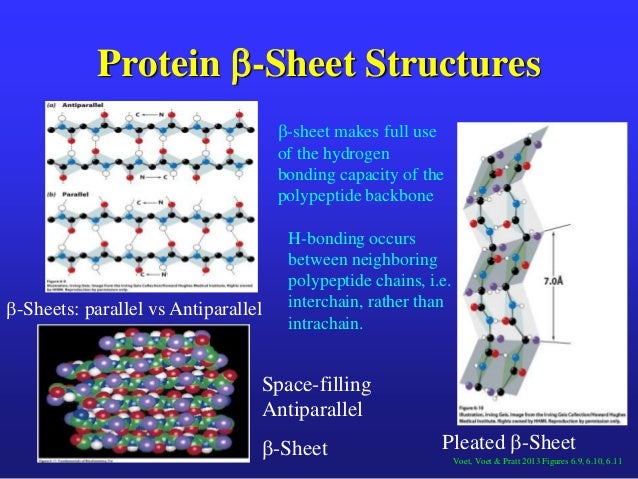 Beta Pleated Sheet Amyloid