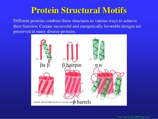 Protein structure