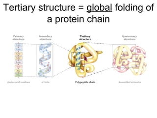 Protein structure | PPT