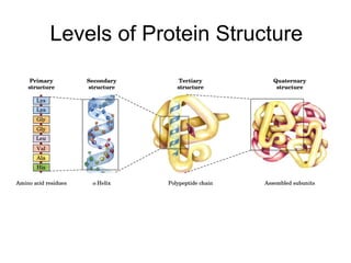 Protein structure | PPT