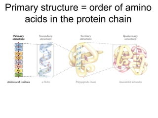 Protein structure | PPT