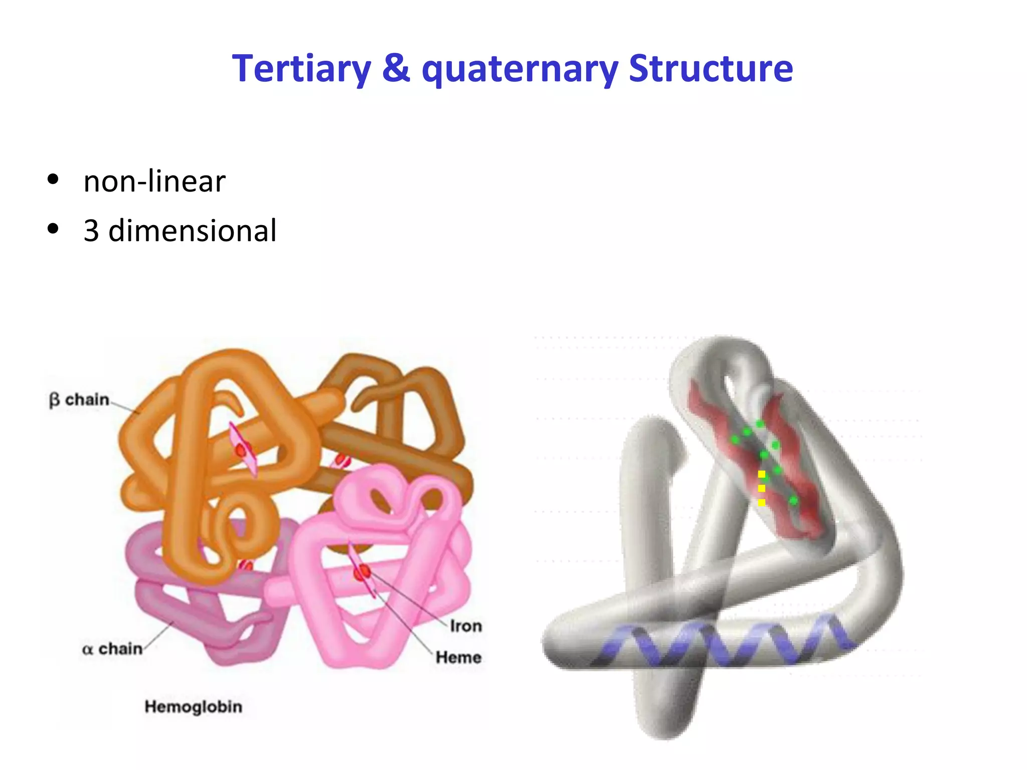 Protein structure | PPT
