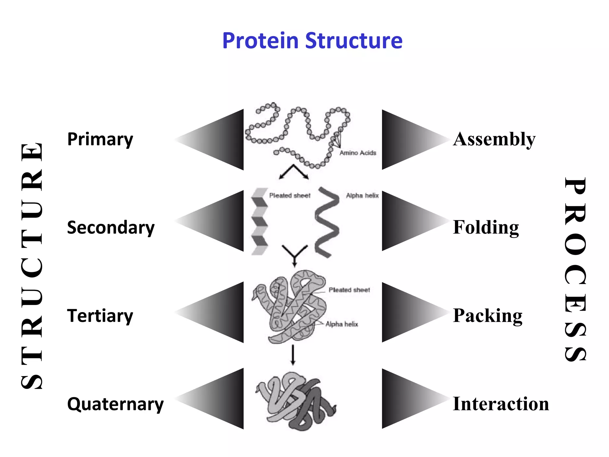 Protein structure | PPT