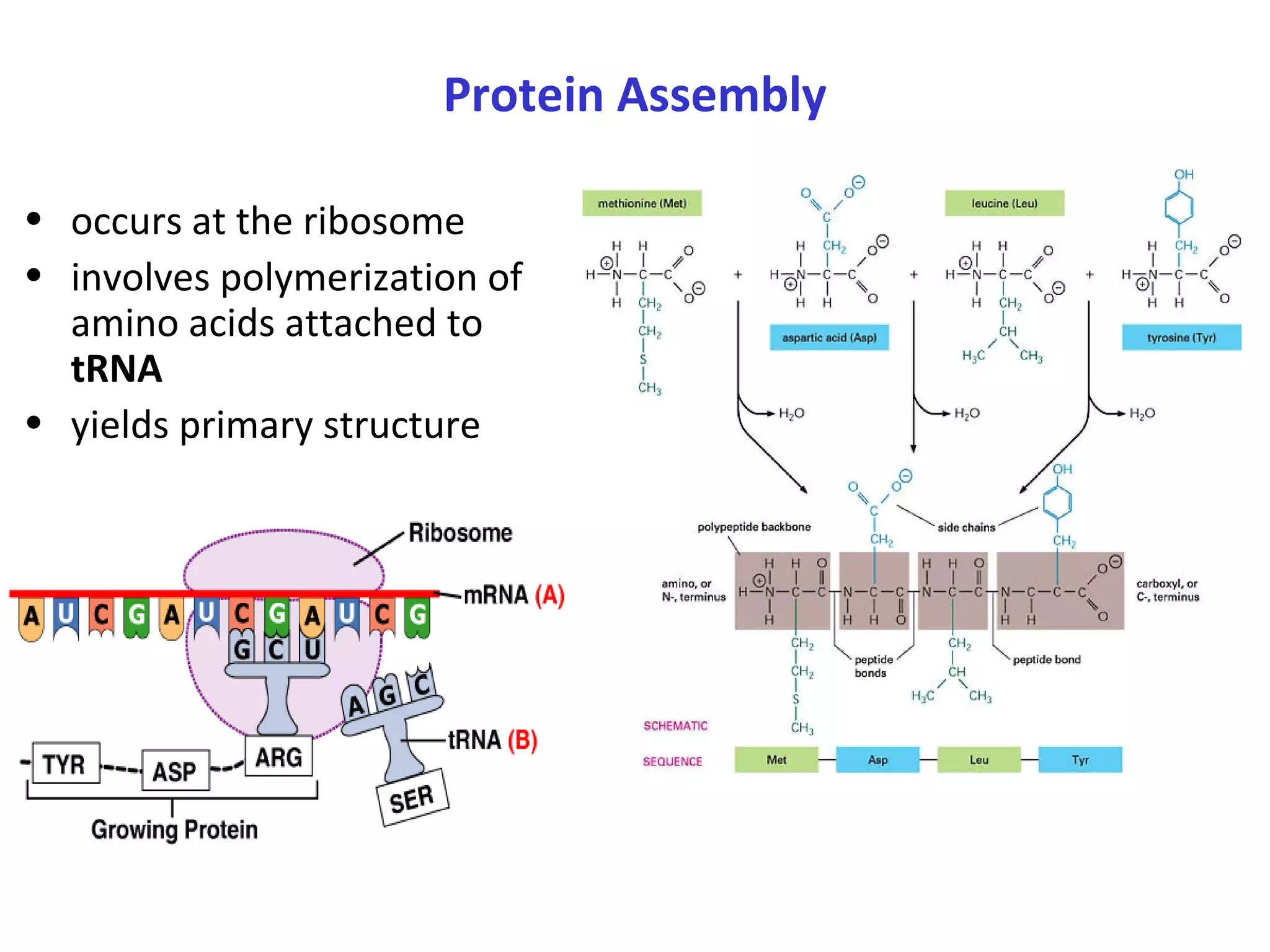 Protein structure | PPT