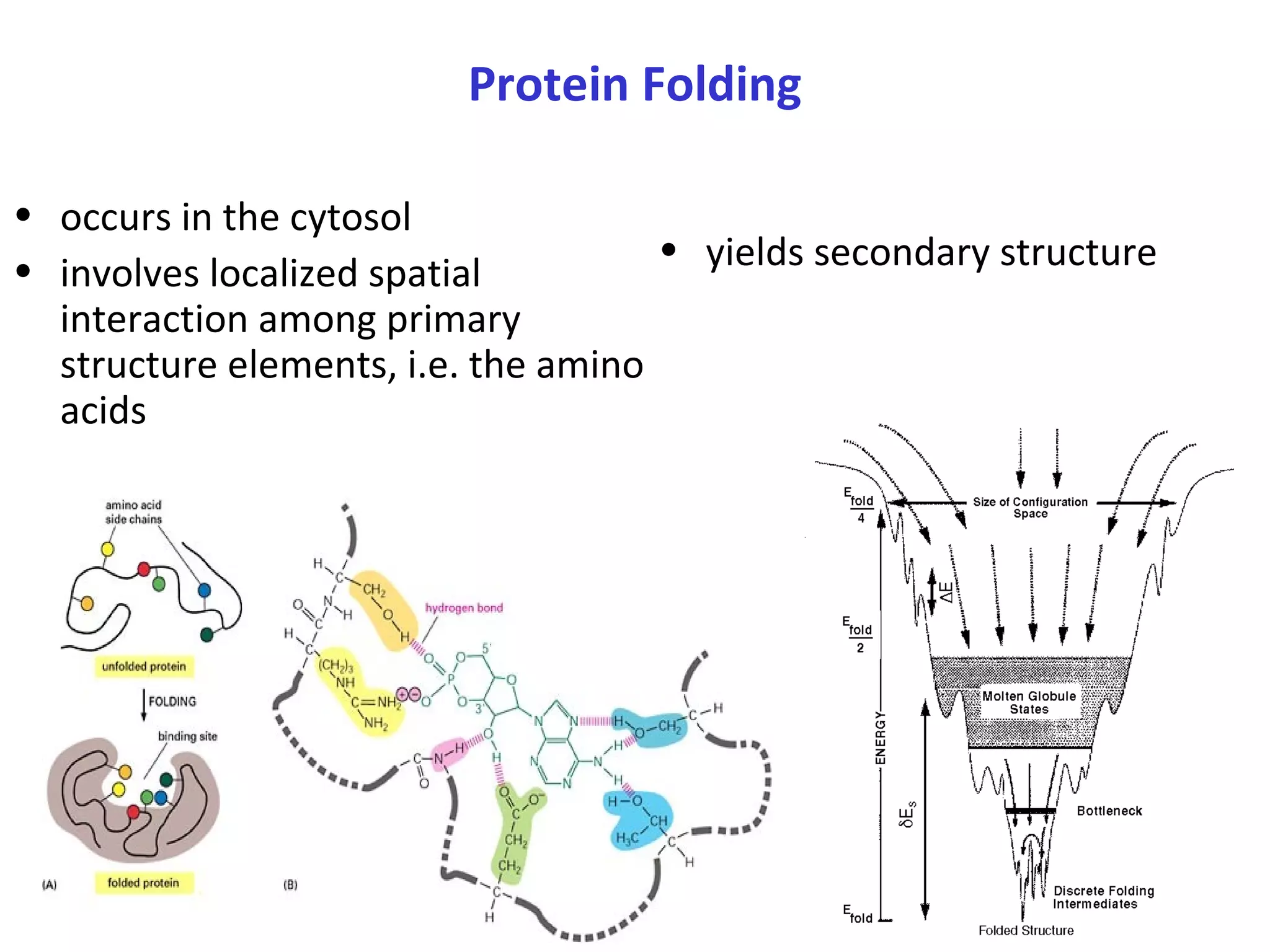 Protein structure | PPT | Chemistry | Science