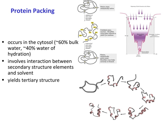 Protein structure | PPT