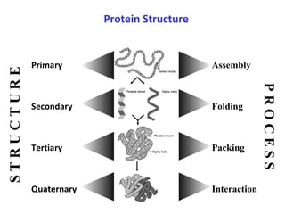 Protein structure | PPT