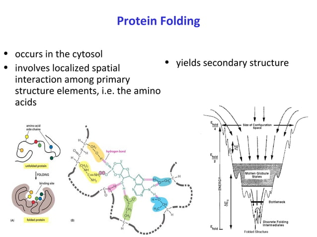 Protein structure | PPT