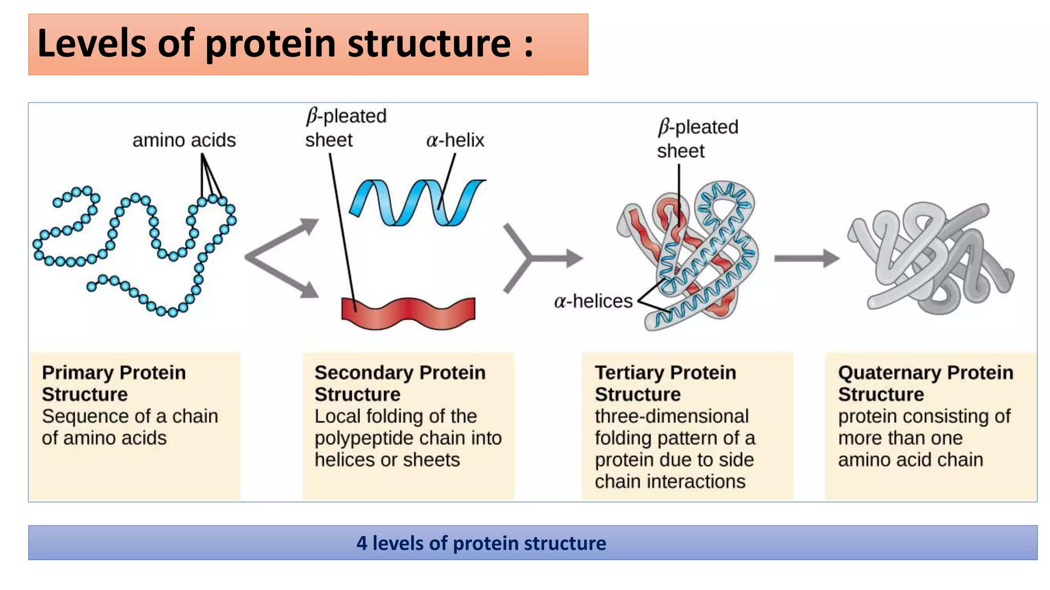 levels of protein structure , Domains ,motifs & Folds in protein ...