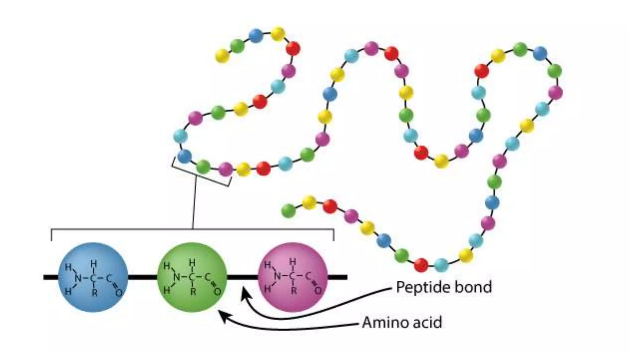 levels of protein structure , Domains ,motifs & Folds in protein ...