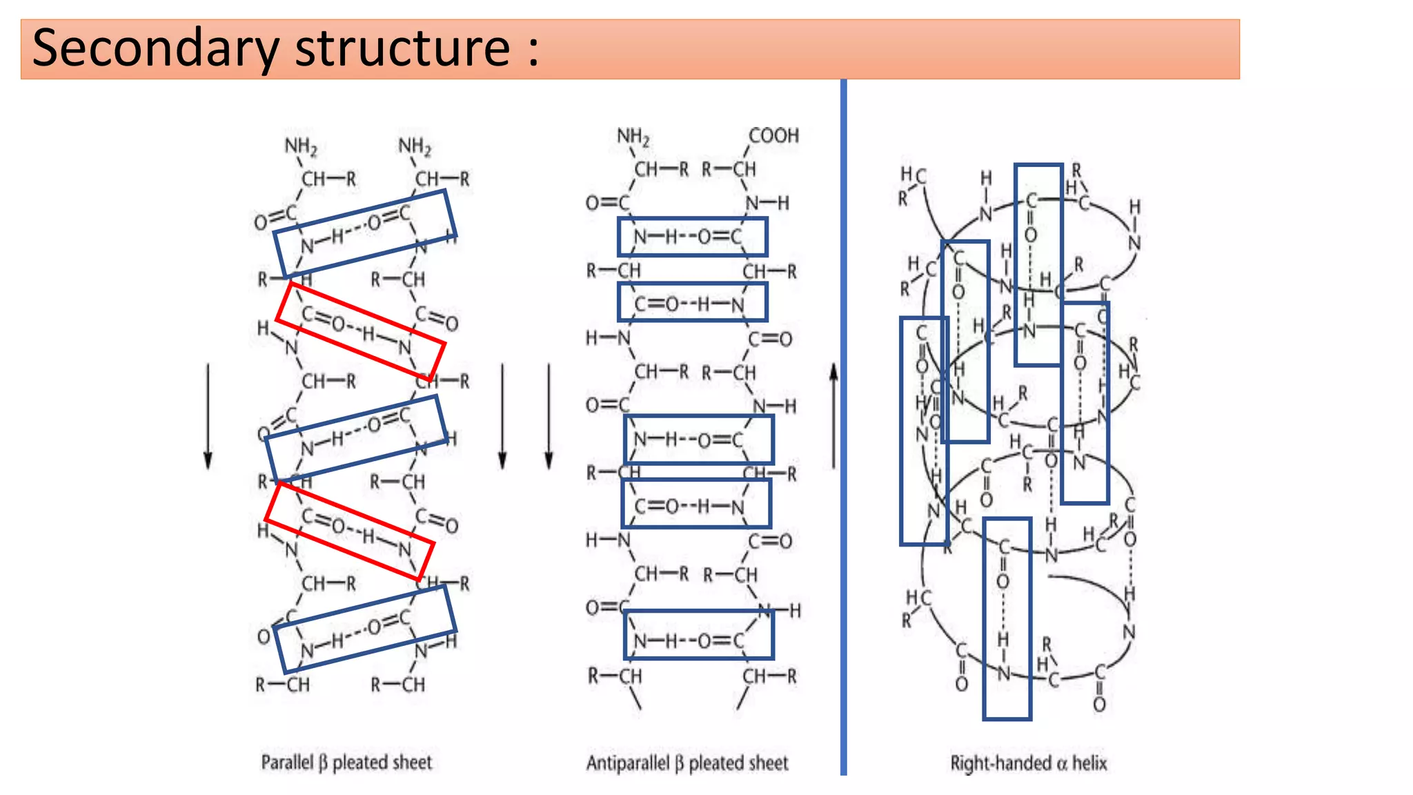 levels of protein structure , Domains ,motifs & Folds in protein ...