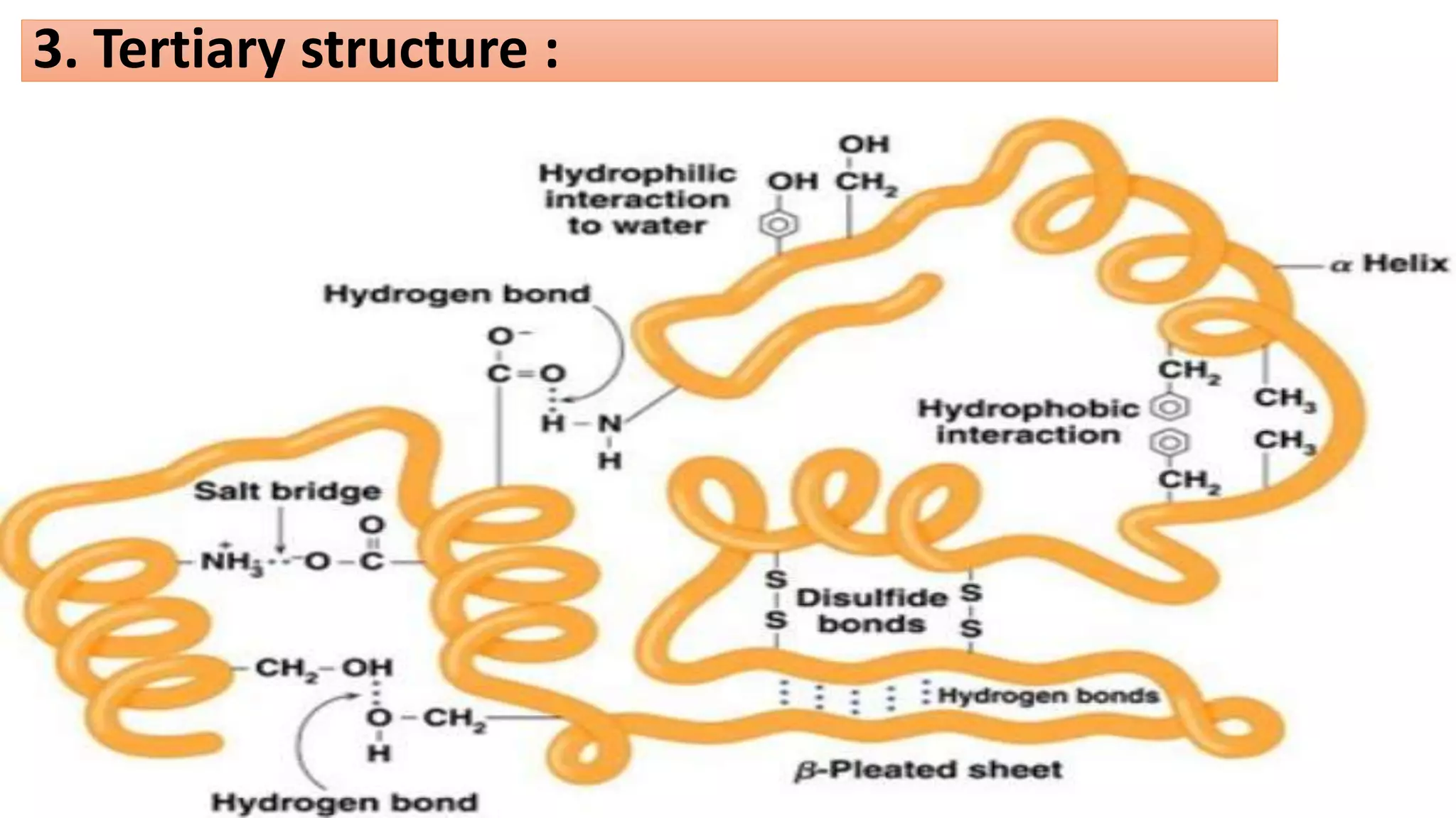 levels of protein structure , Domains ,motifs & Folds in protein ...