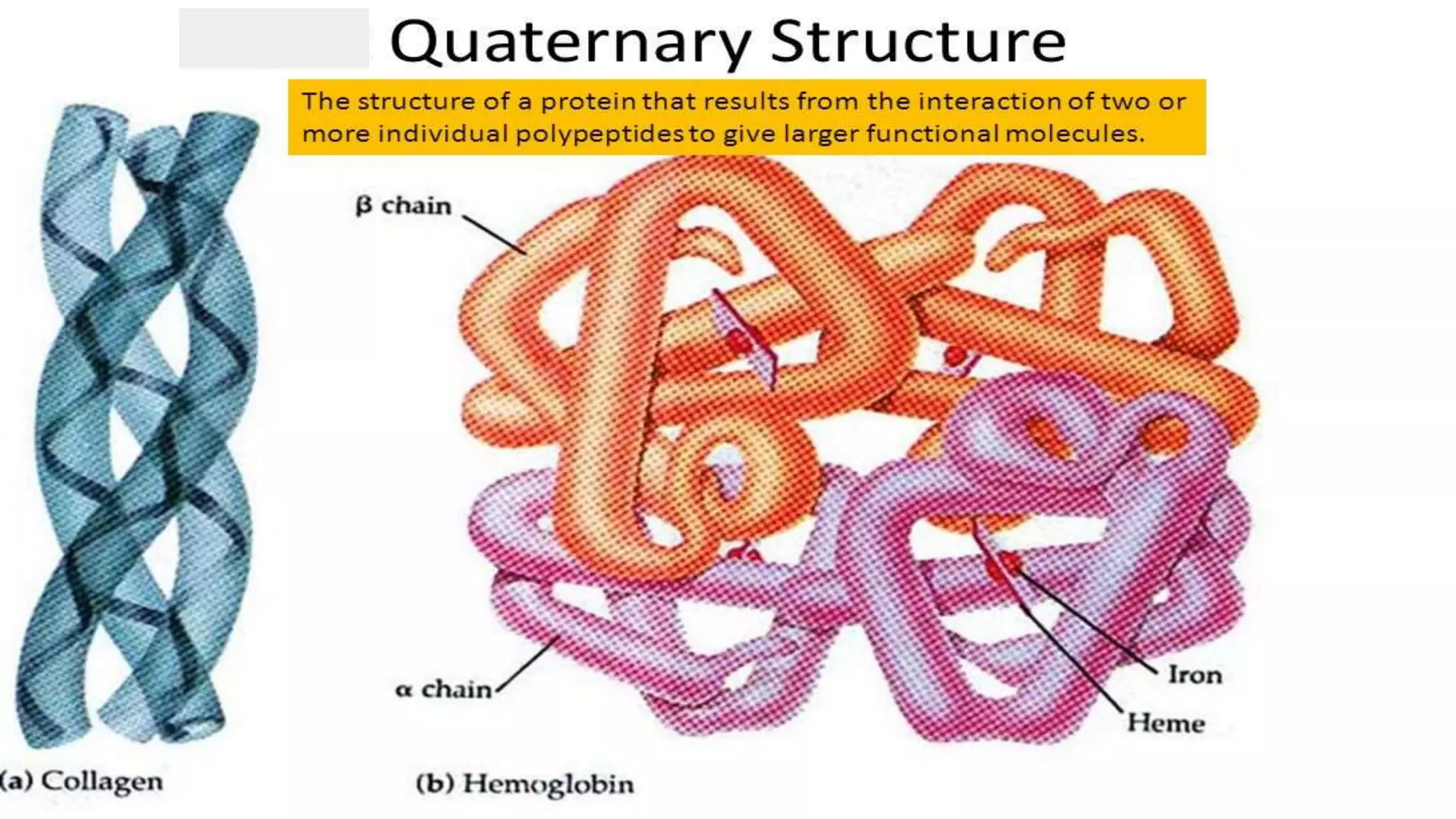 levels of protein structure , Domains ,motifs & Folds in protein ...