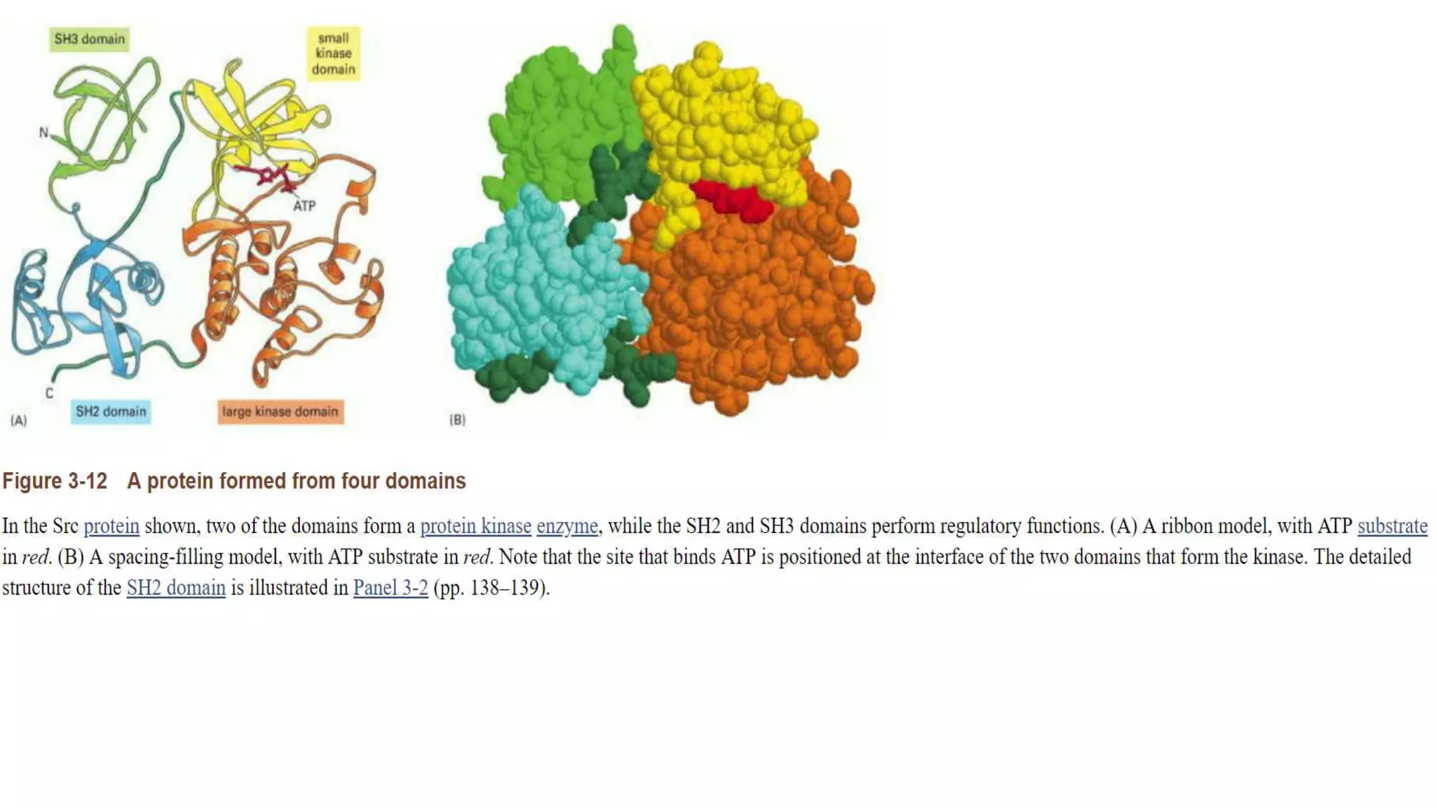 levels of protein structure , Domains ,motifs & Folds in protein ...
