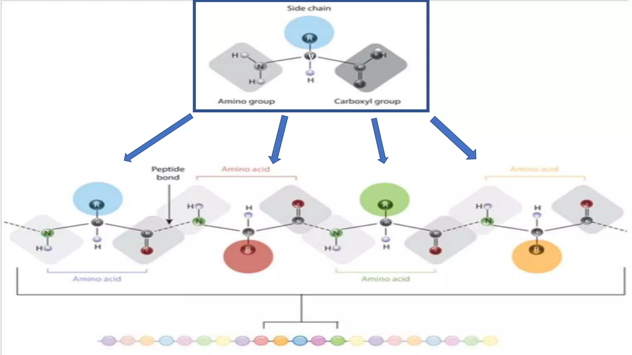 levels of protein structure , Domains ,motifs & Folds in protein ...