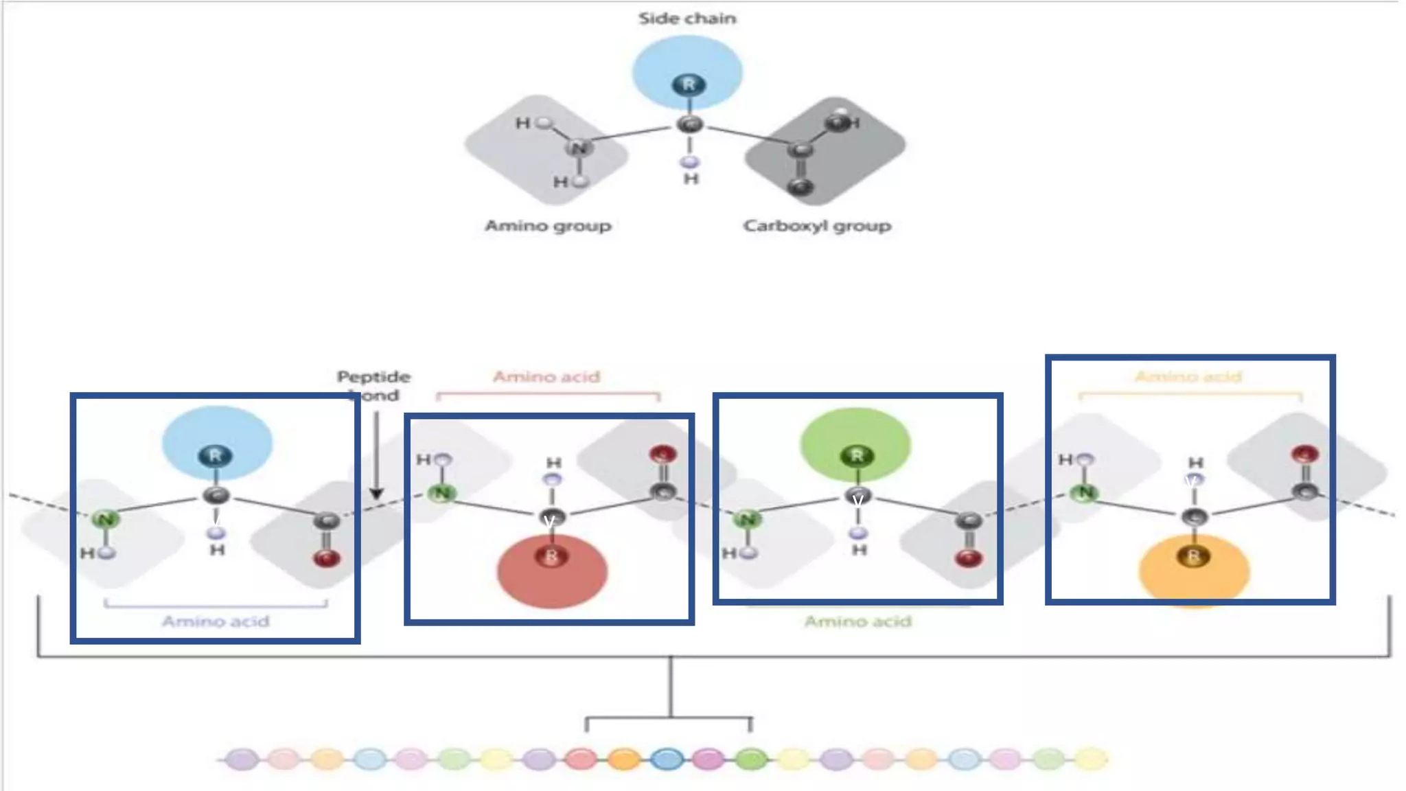 levels of protein structure , Domains ,motifs & Folds in protein ...