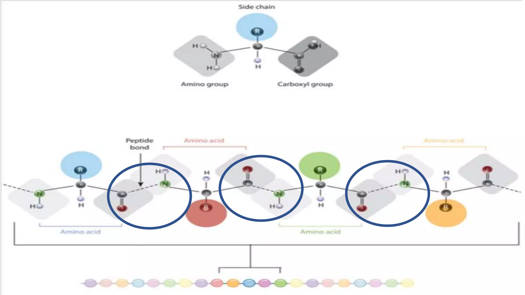 levels of protein structure , Domains ,motifs & Folds in protein ...