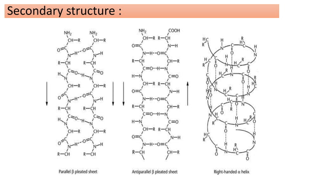 levels of protein structure , Domains ,motifs & Folds in protein ...