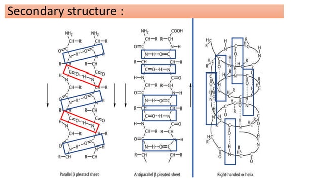 levels of protein structure , Domains ,motifs & Folds in protein ...