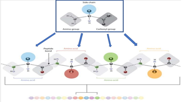 levels of protein structure , Domains ,motifs & Folds in protein ...