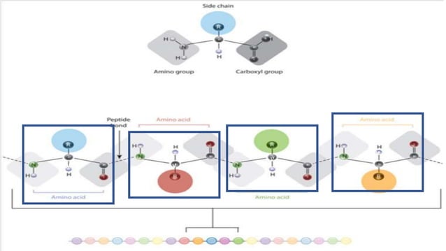 levels of protein structure , Domains ,motifs & Folds in protein ...