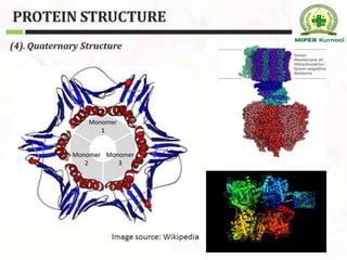 Protein structure | PPT