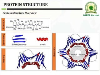 Protein structure | PPT