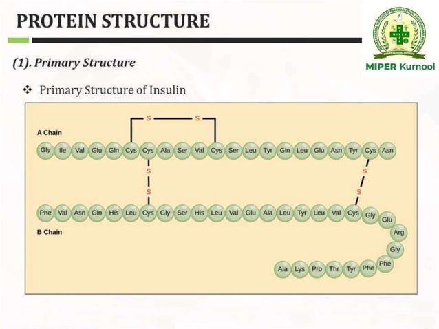 Protein structure | PPT