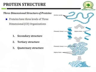 Protein structure | PPT
