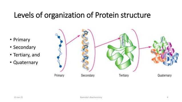 Protein structure, Protein unfolding and misfolding | PDF