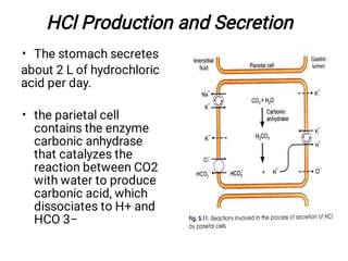 Protein structure | PPT