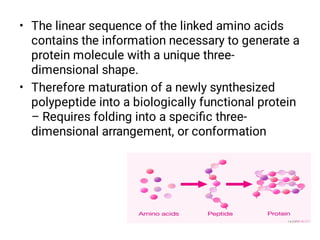 Protein structure | PDF
